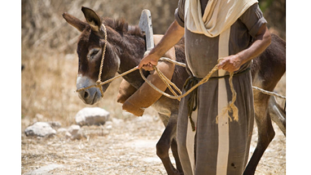The Gospel of Matthew: A Colt is Chosen. – His Word Today