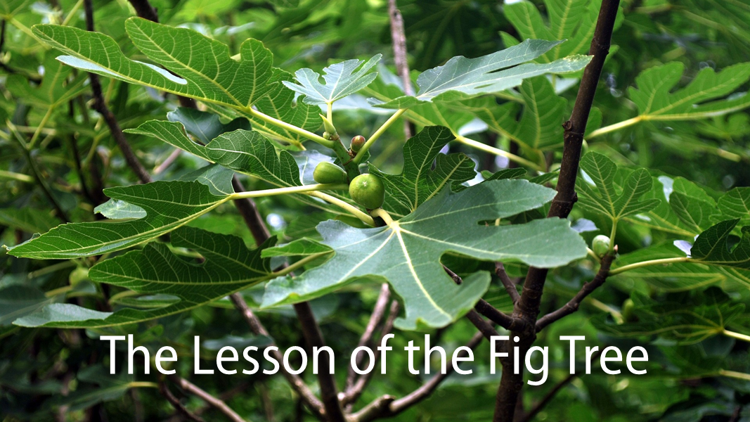 The Gospel of Matthew: The Lesson of the Fig Tree. – His Word Today